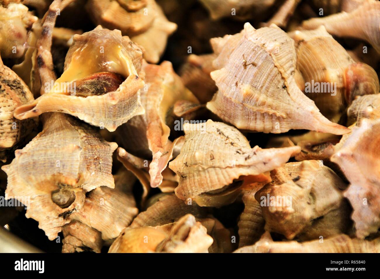 Conch shell aperitif texture in Spain Stock Photo - Alamy