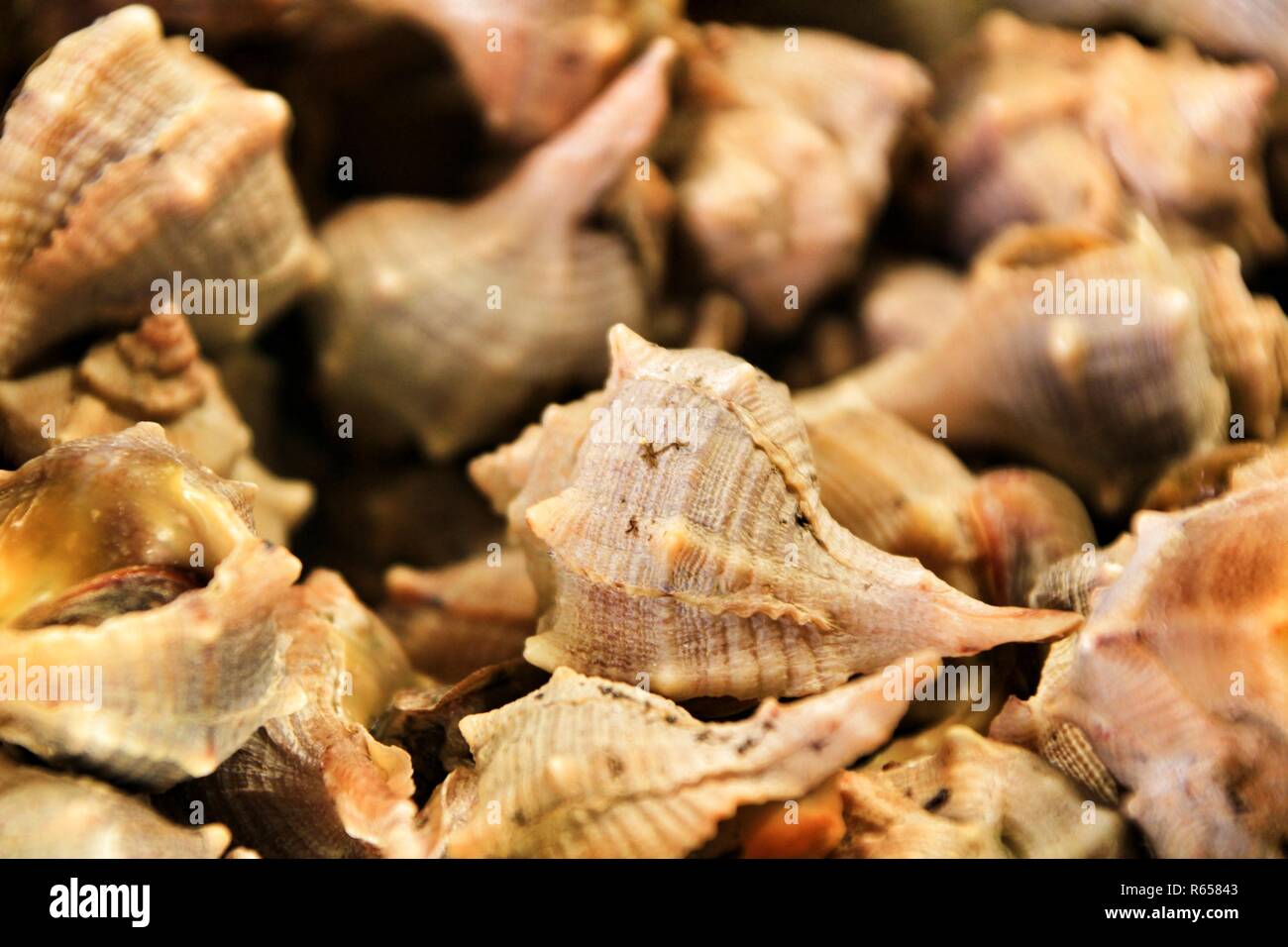 Conch shell aperitif texture in Spain Stock Photo - Alamy