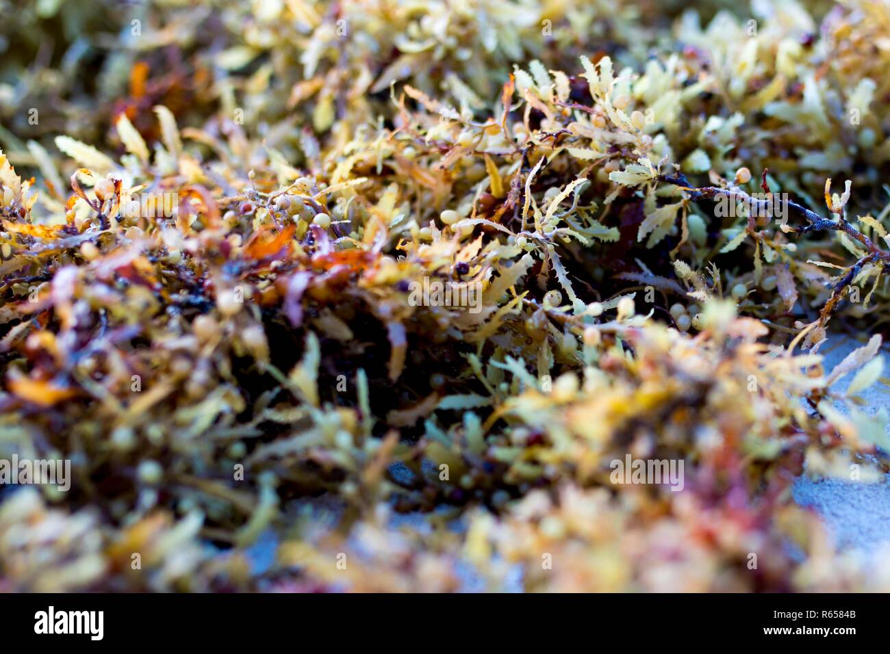 Blue algae infestation hi-res stock photography and images - Alamy