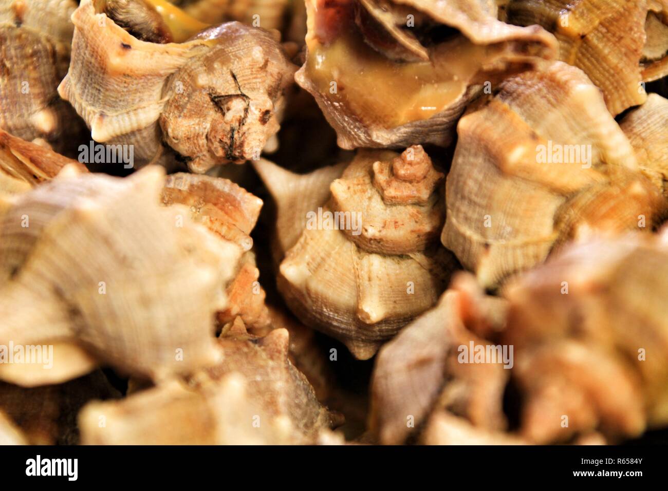 Boiled conch hi-res stock photography and images - Alamy