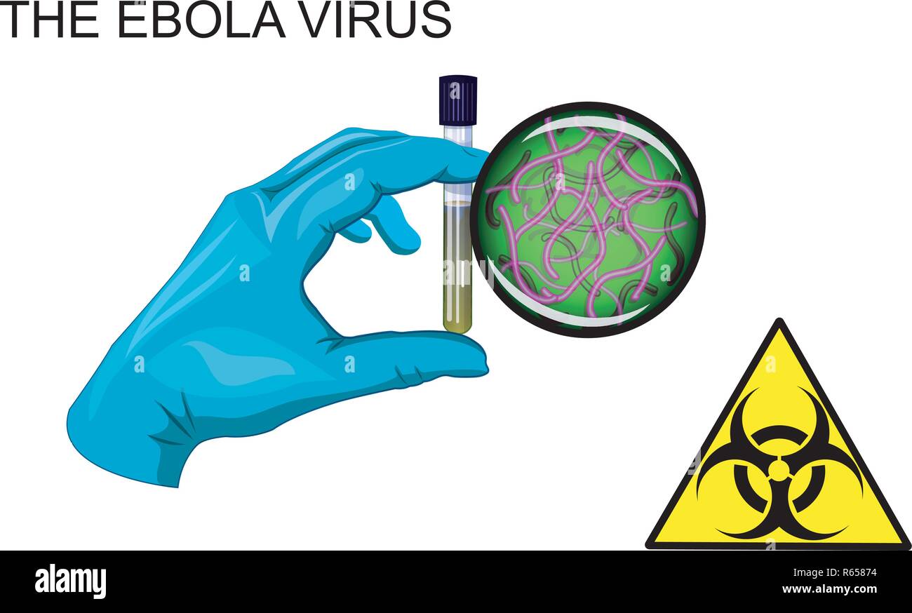 vector illustration of Ebola virus Stock Vector Image & Art - Alamy