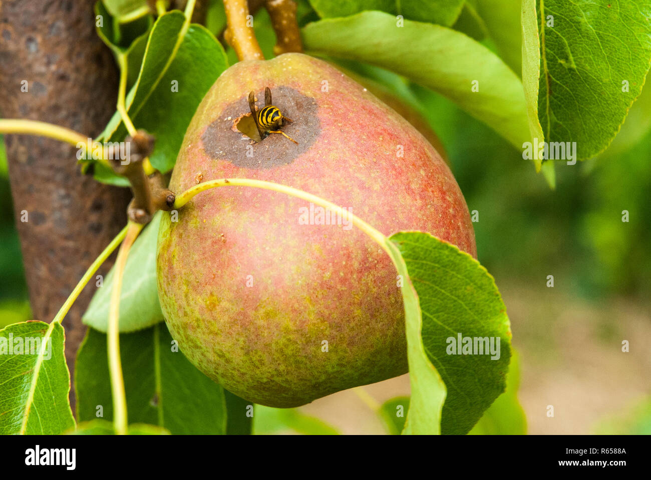 A wasp excavating a hole in a ripe pear Stock Photo - Alamy