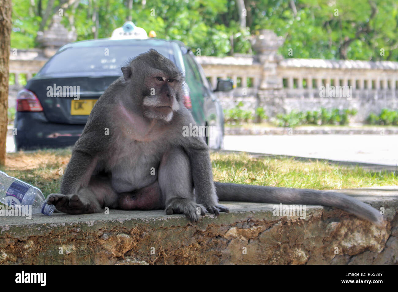 Little monkey with big monkey hi-res stock photography and images - Alamy