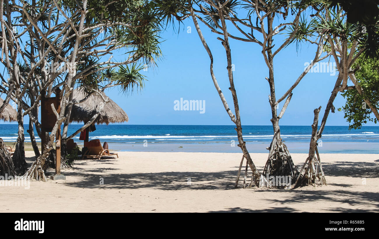 Pandanus Trees at a tropical beach Stock Photo - Alamy