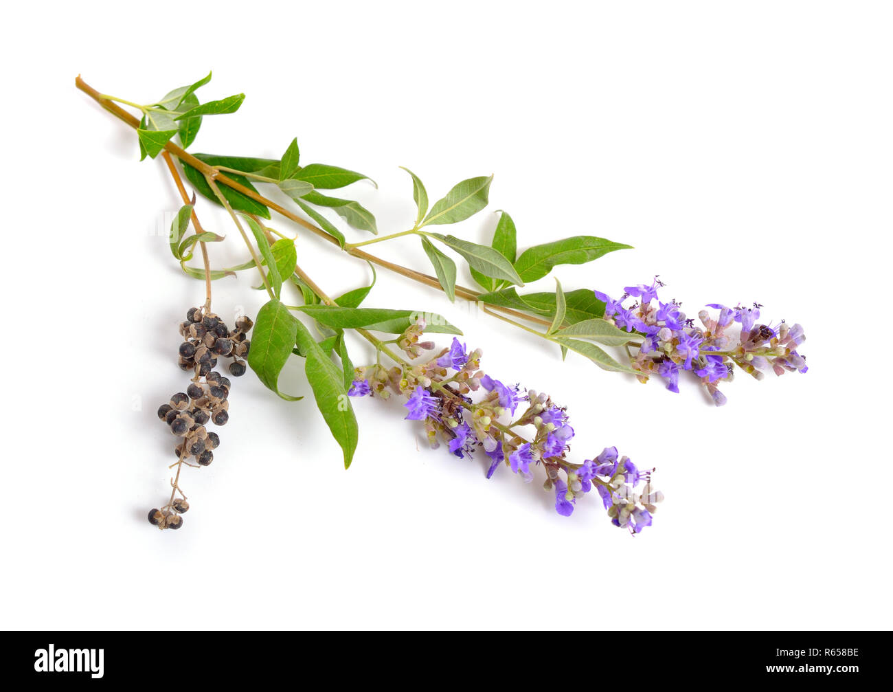 Vitex agnus-castus, also called vitex, chaste tree or chastetree ...