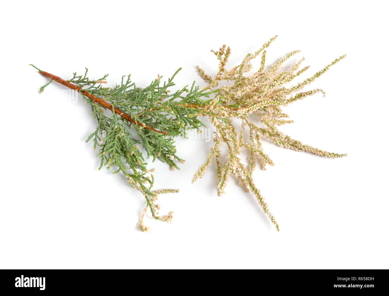 Tamarix gallica hi-res stock photography and images - Alamy