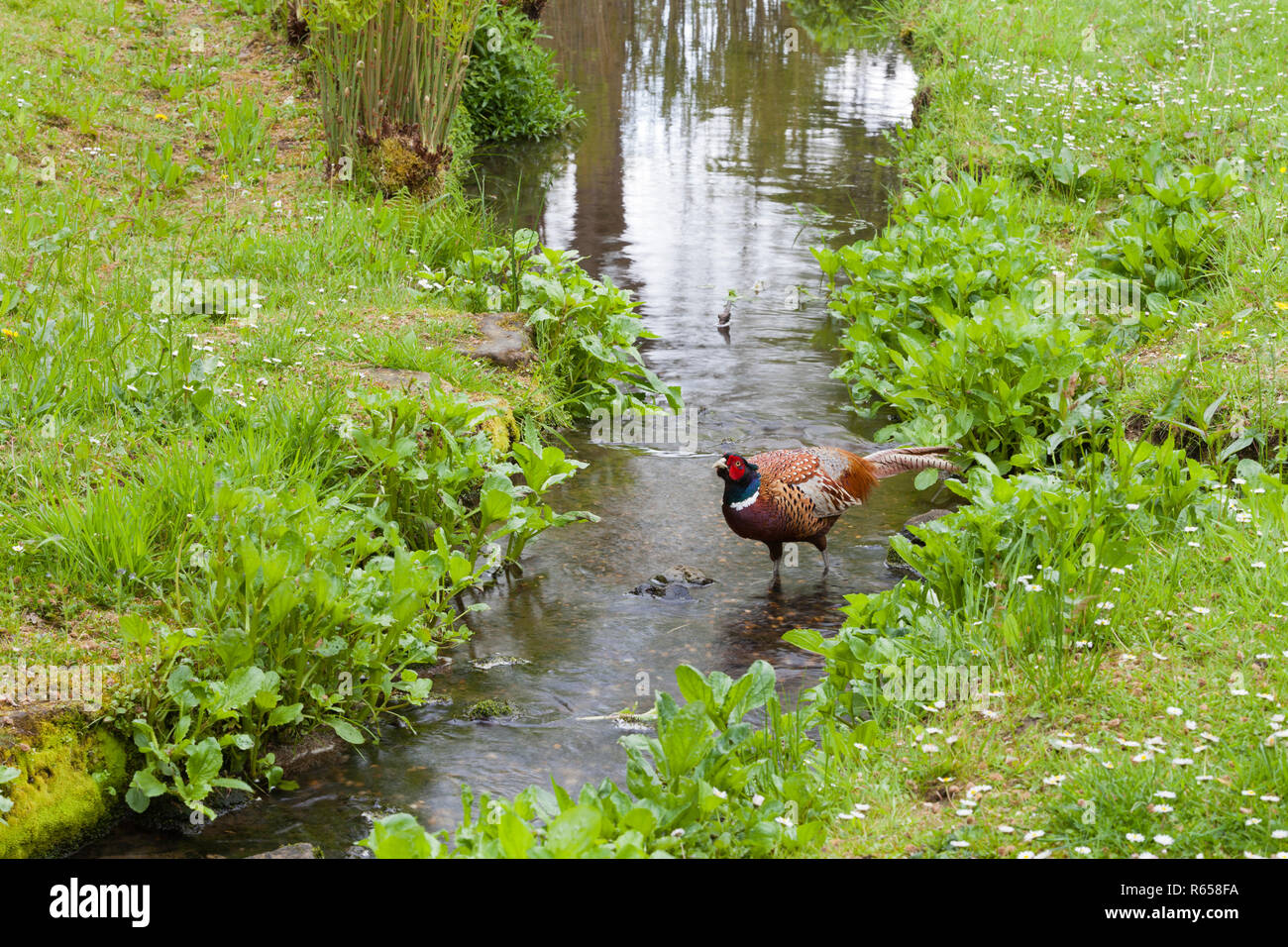 English pheasant hi-res stock photography and images - Alamy