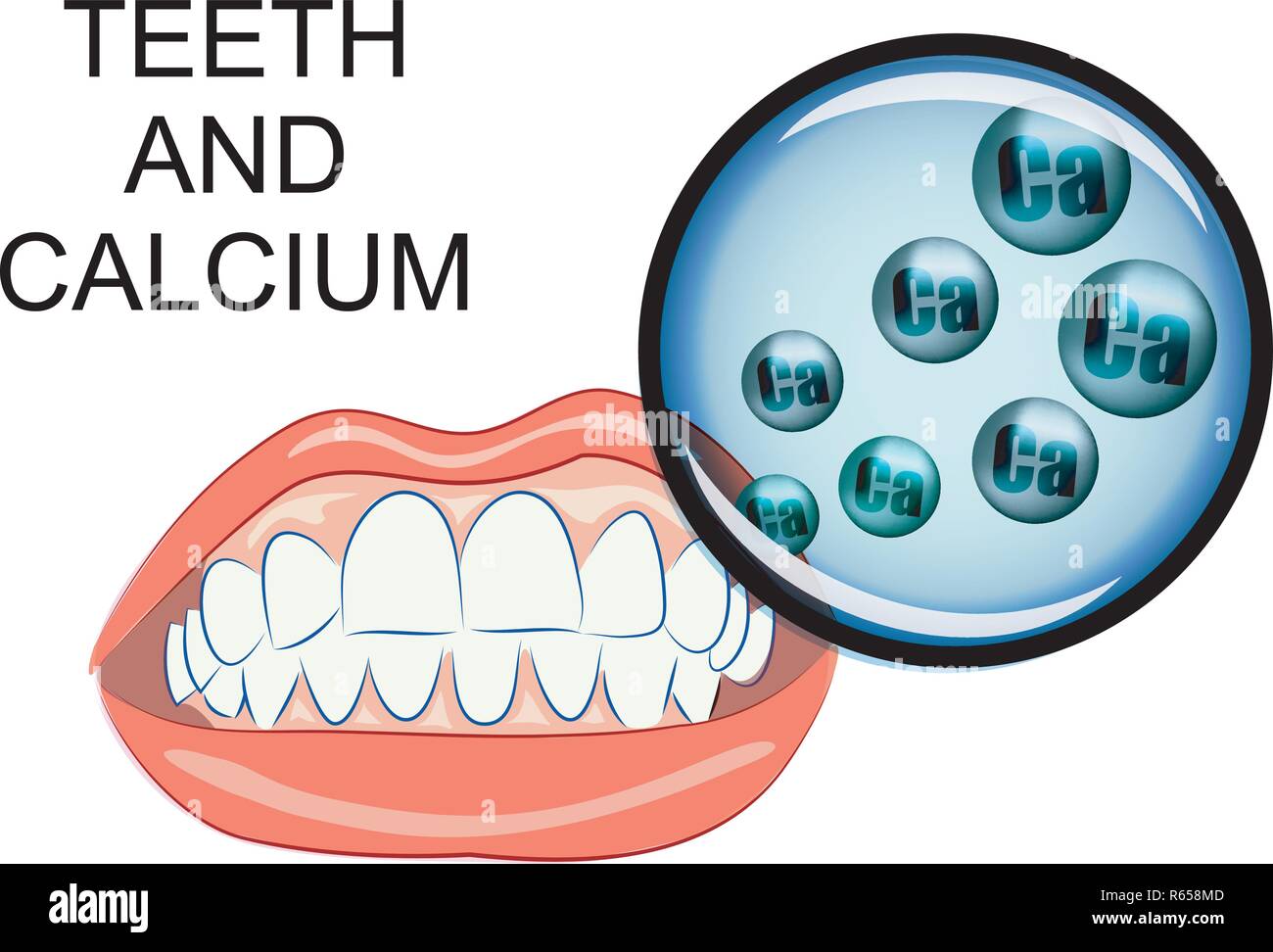 illustration of healthy gums and teeth. healthy teeth and calcium Stock ...