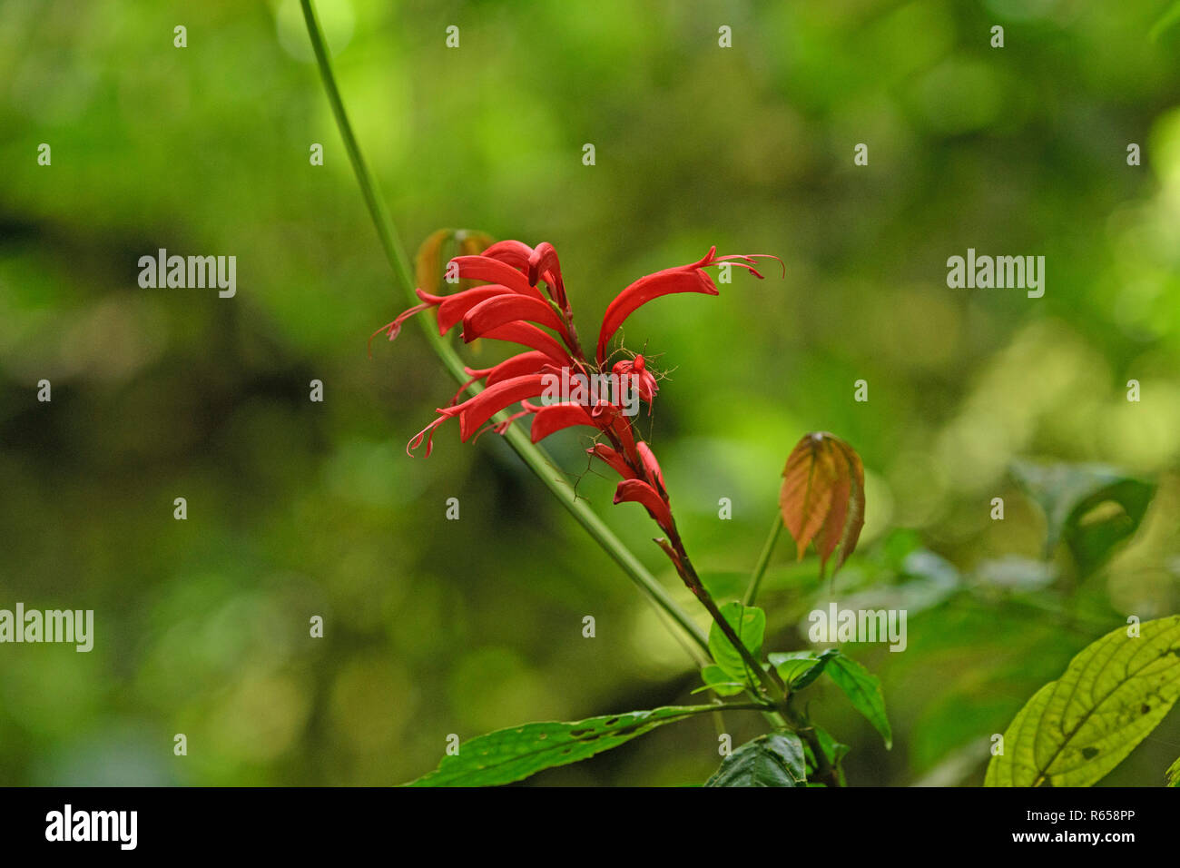 Unique Red Flowers in the Rain Forest Stock Photo - Alamy