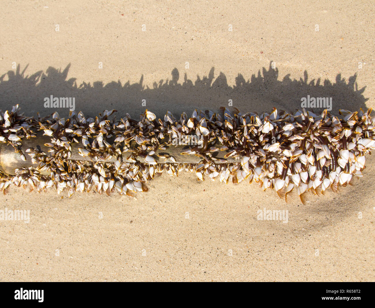 Gooseneck barnacles pacific hi-res stock photography and images - Alamy