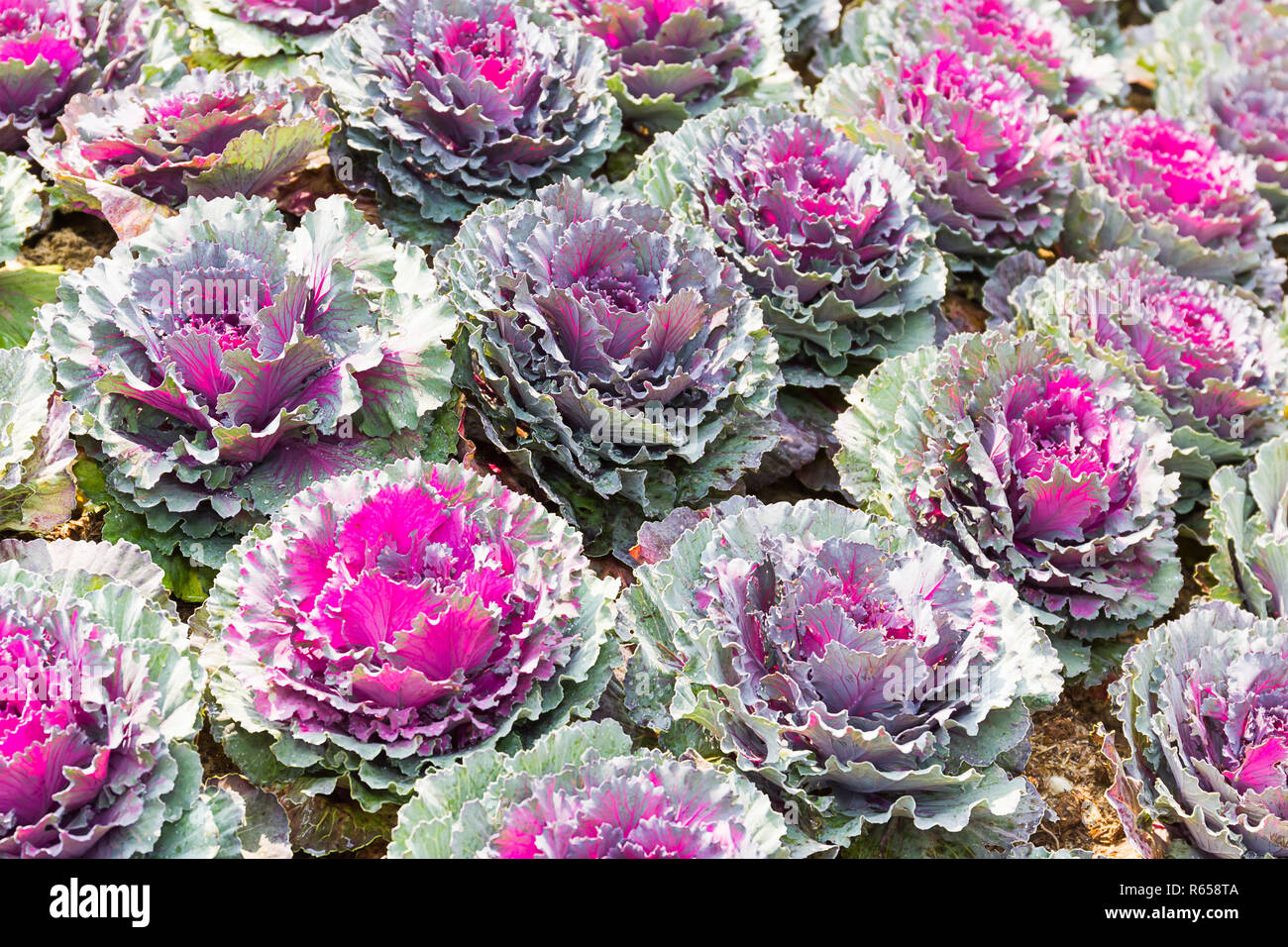 Fresh cabbage (brassica oleracea) plant leaves Stock Photo - Alamy