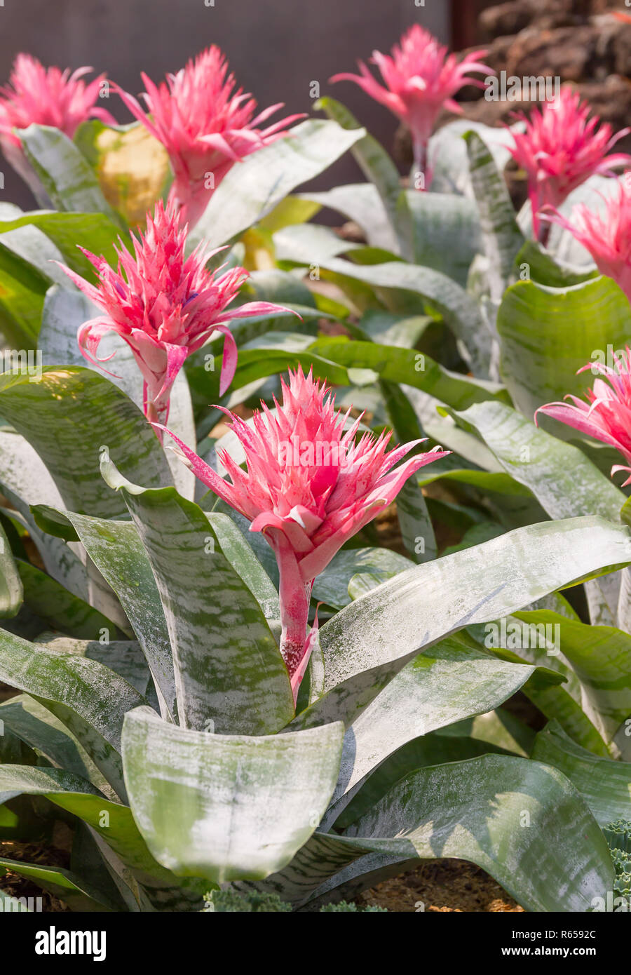 Close up pink flower of Bromeliad Stock Photo - Alamy
