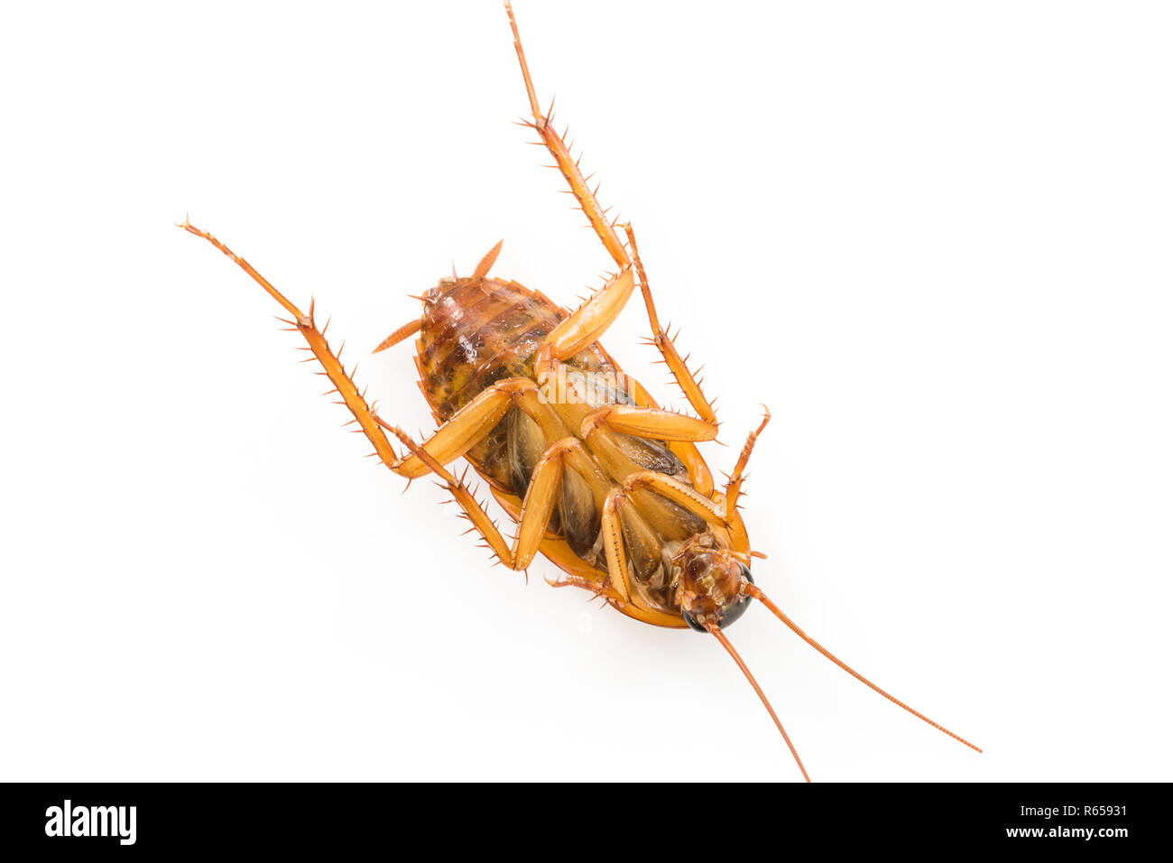 Cockroach egg hi-res stock photography and images - Alamy