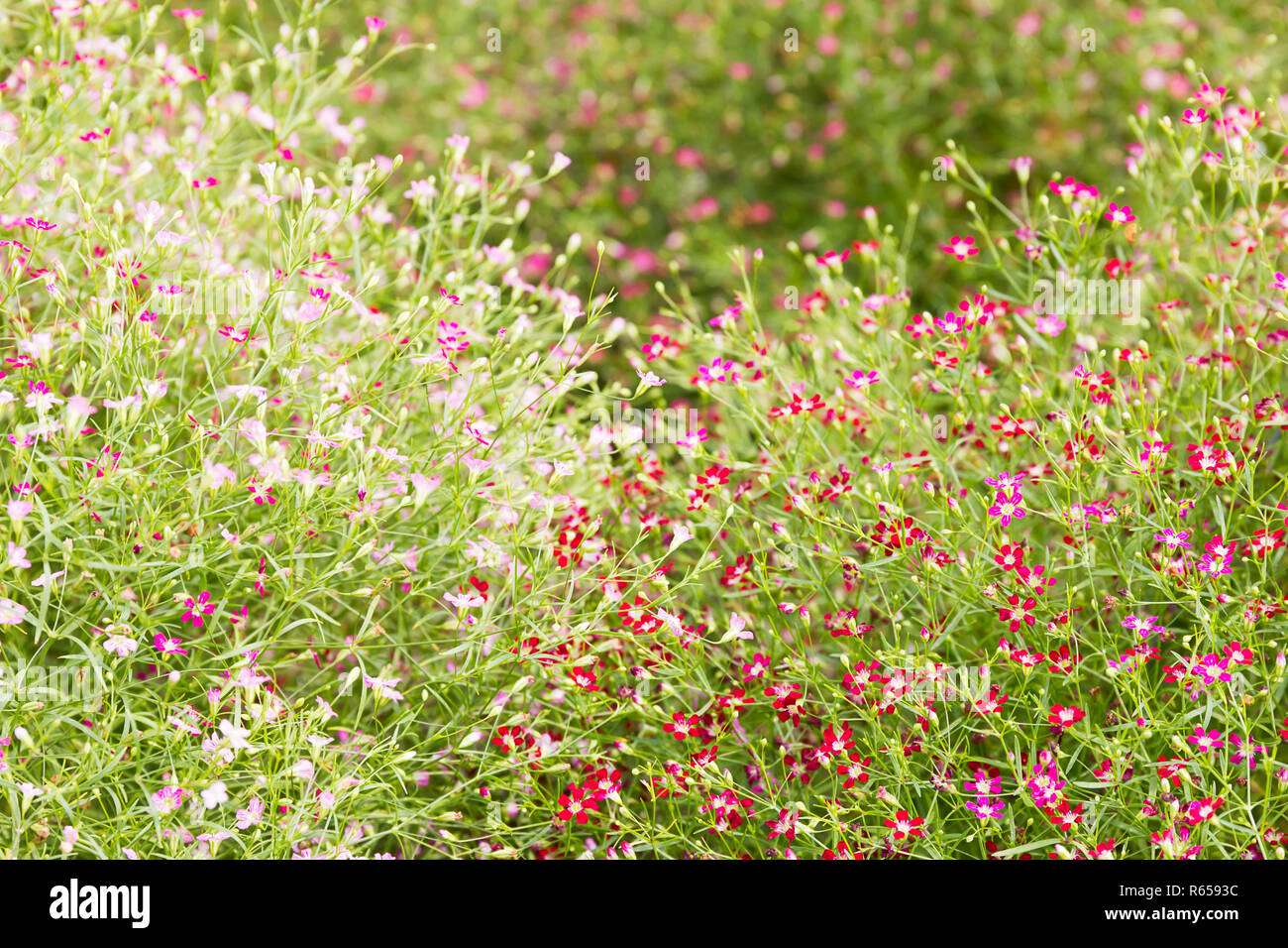 Gypsophila gypsy flowers hi-res stock photography and images - Alamy