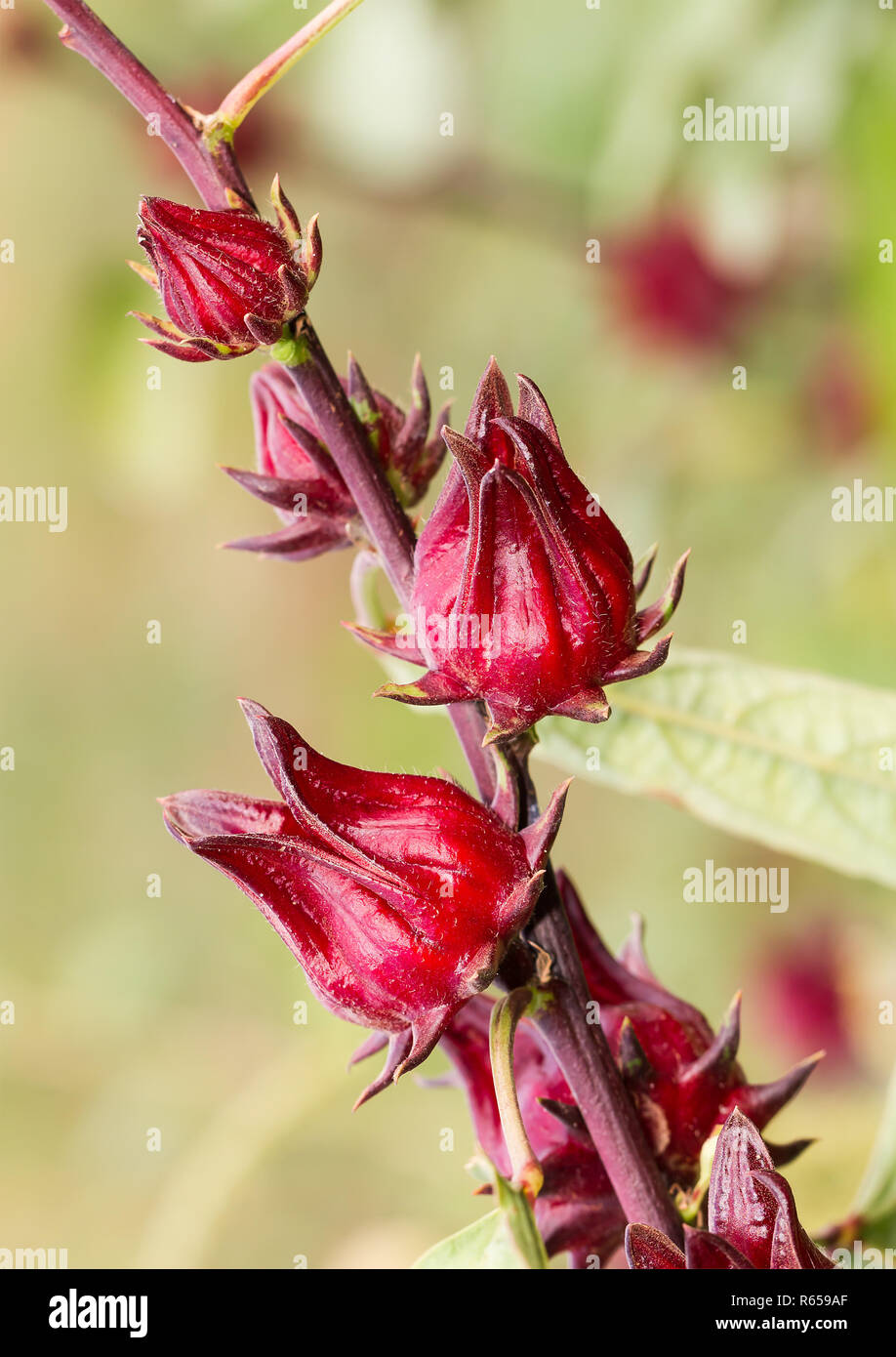 Roselle hibiscus sabdariffa hi-res stock photography and images - Alamy