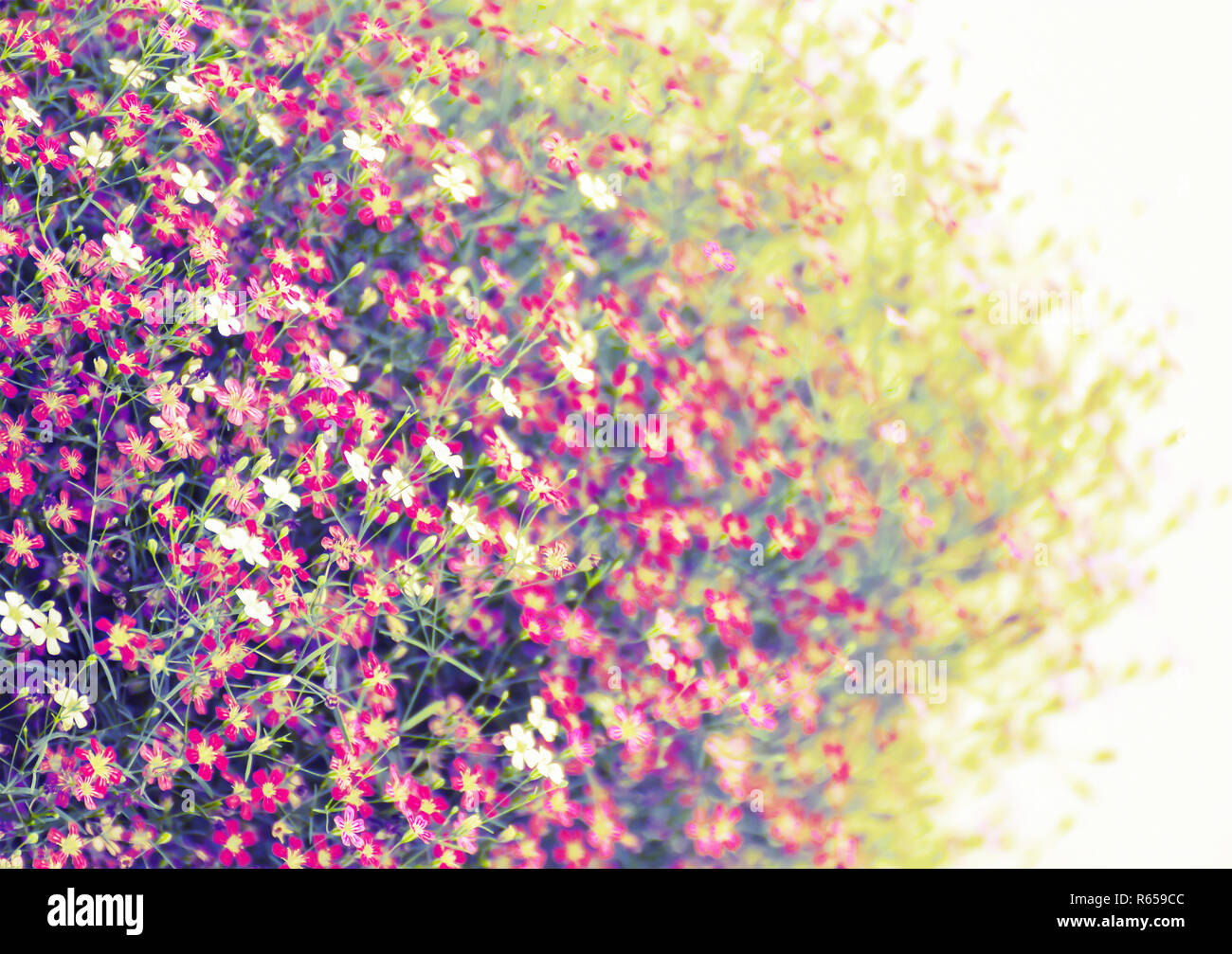 Gypsophila gypsy flowers hi-res stock photography and images - Alamy