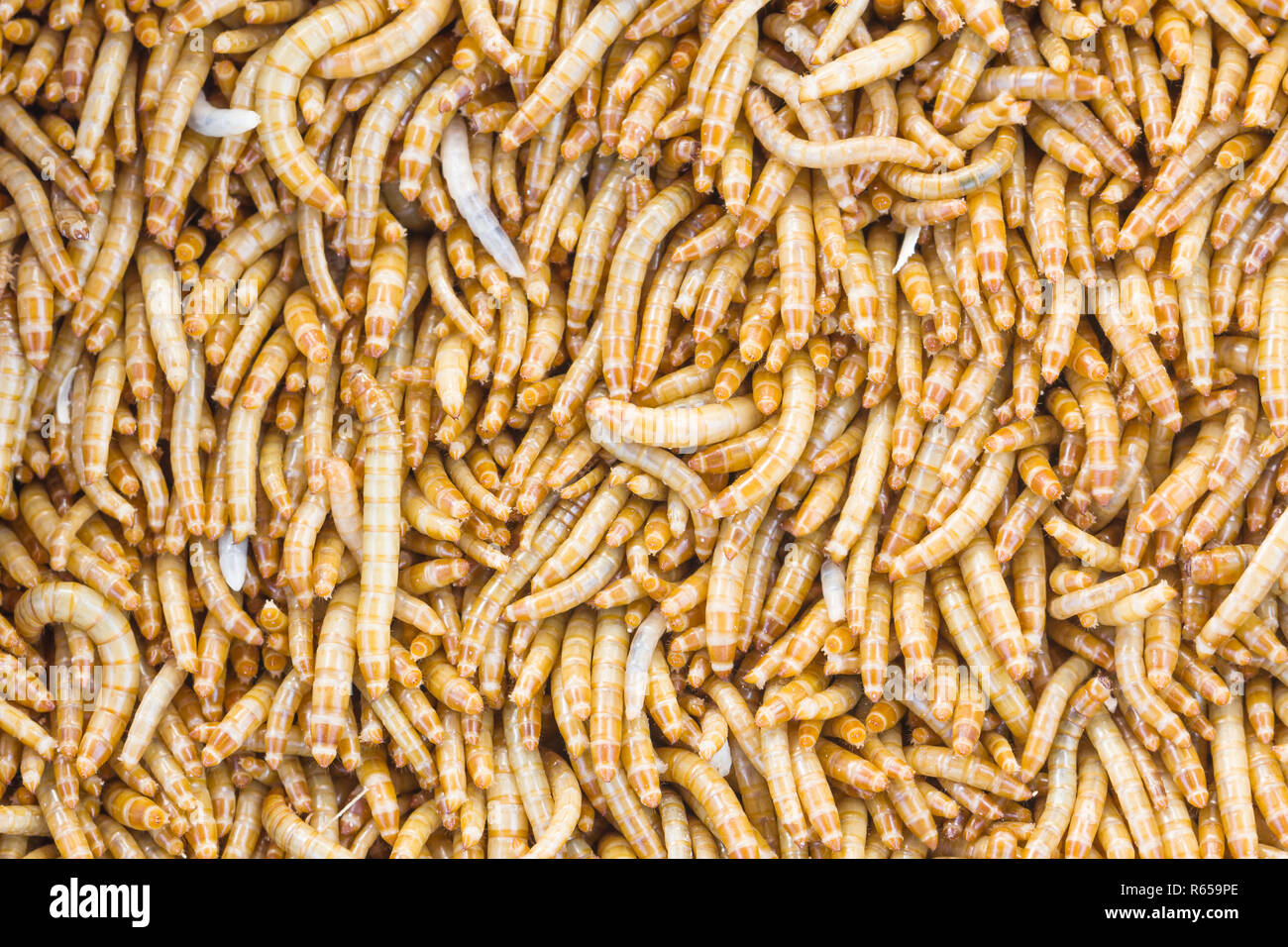 Mealworm dish hi-res stock photography and images - Alamy