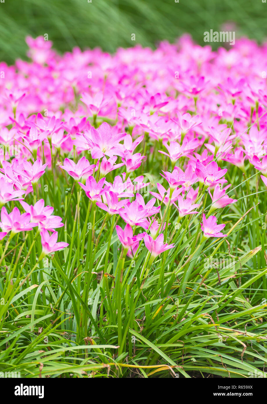 Pink rain lily flower Stock Photo - Alamy