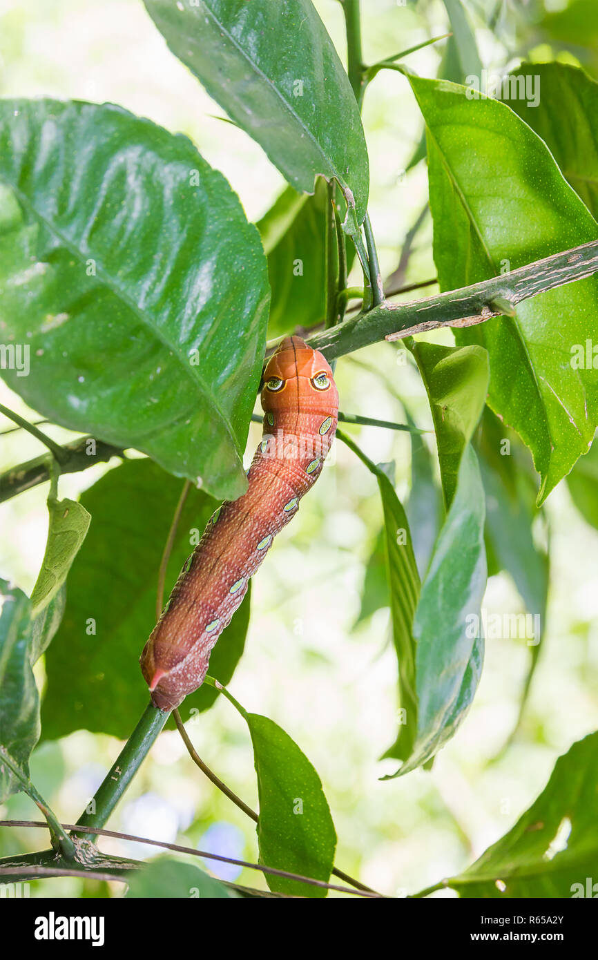 Worm on the tree Stock Photo - Alamy