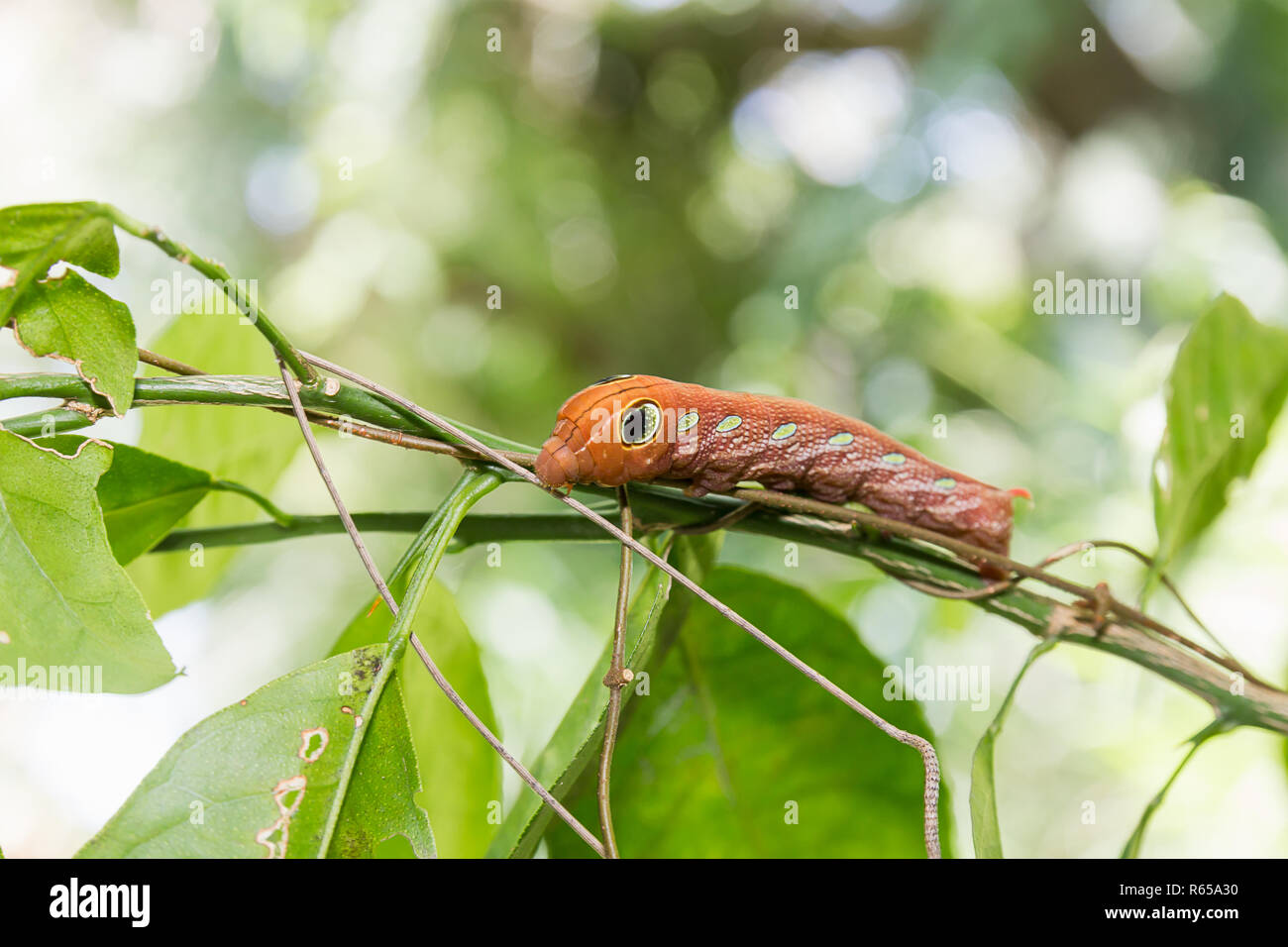 Worm on the tree Stock Photo - Alamy
