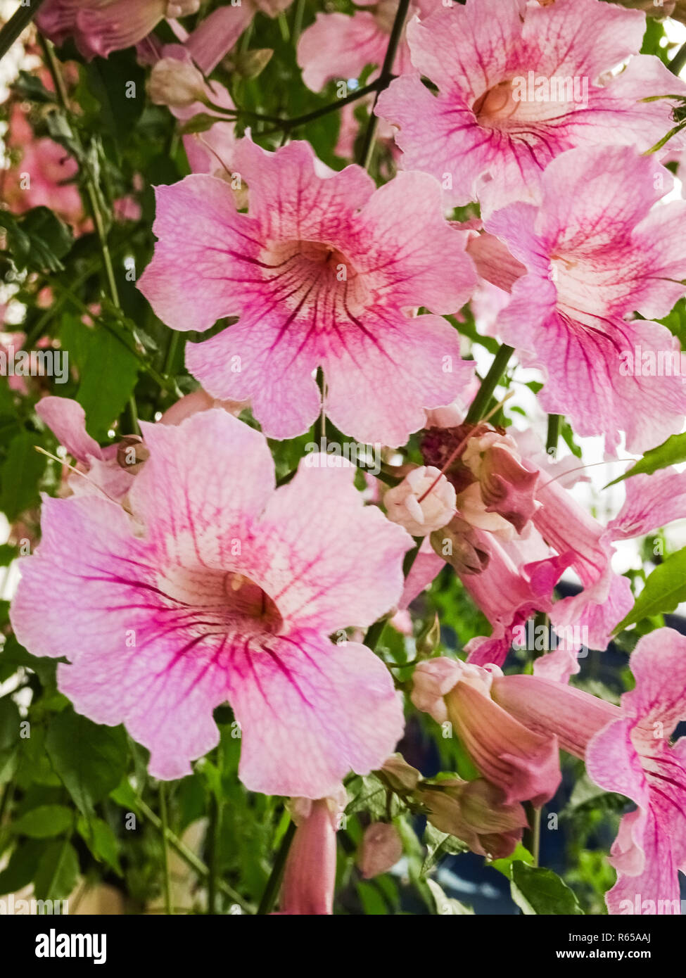 Red orange trumpet vine flower hi-res stock photography and images - Alamy