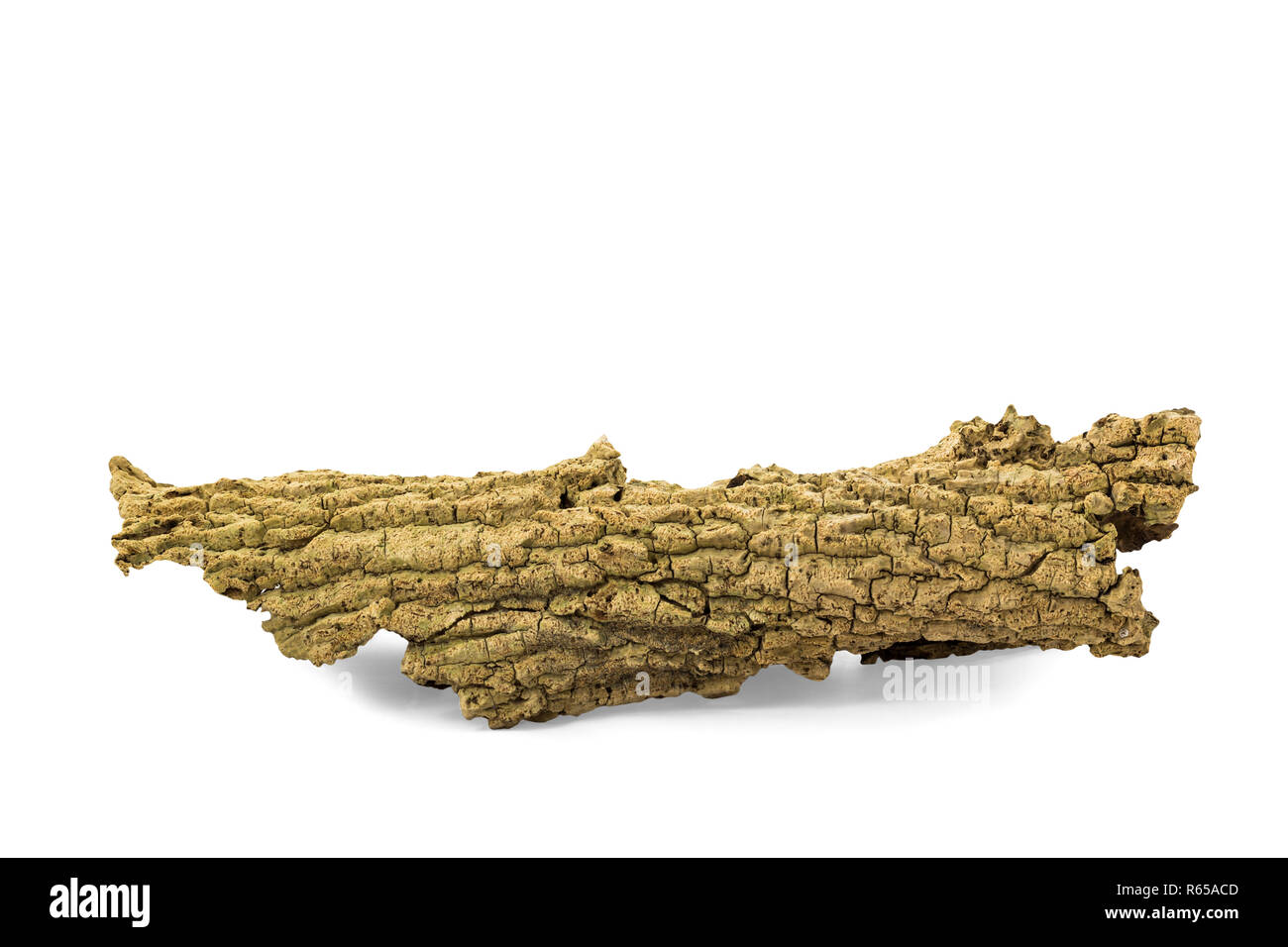 Close up view bark tree Cut Out Stock Images & Pictures - Alamy