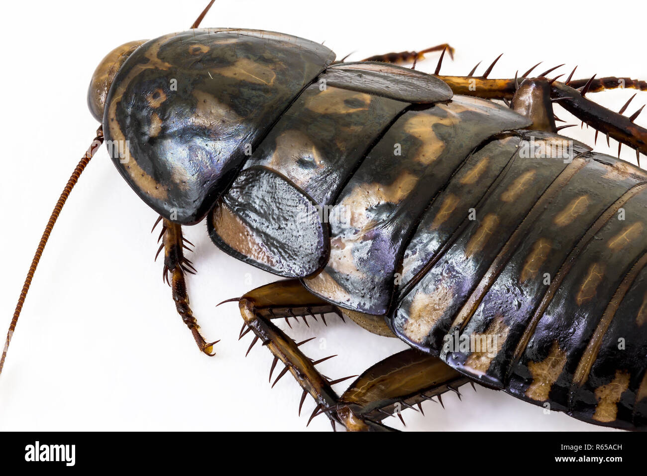 Striped cockroach hi-res stock photography and images - Alamy