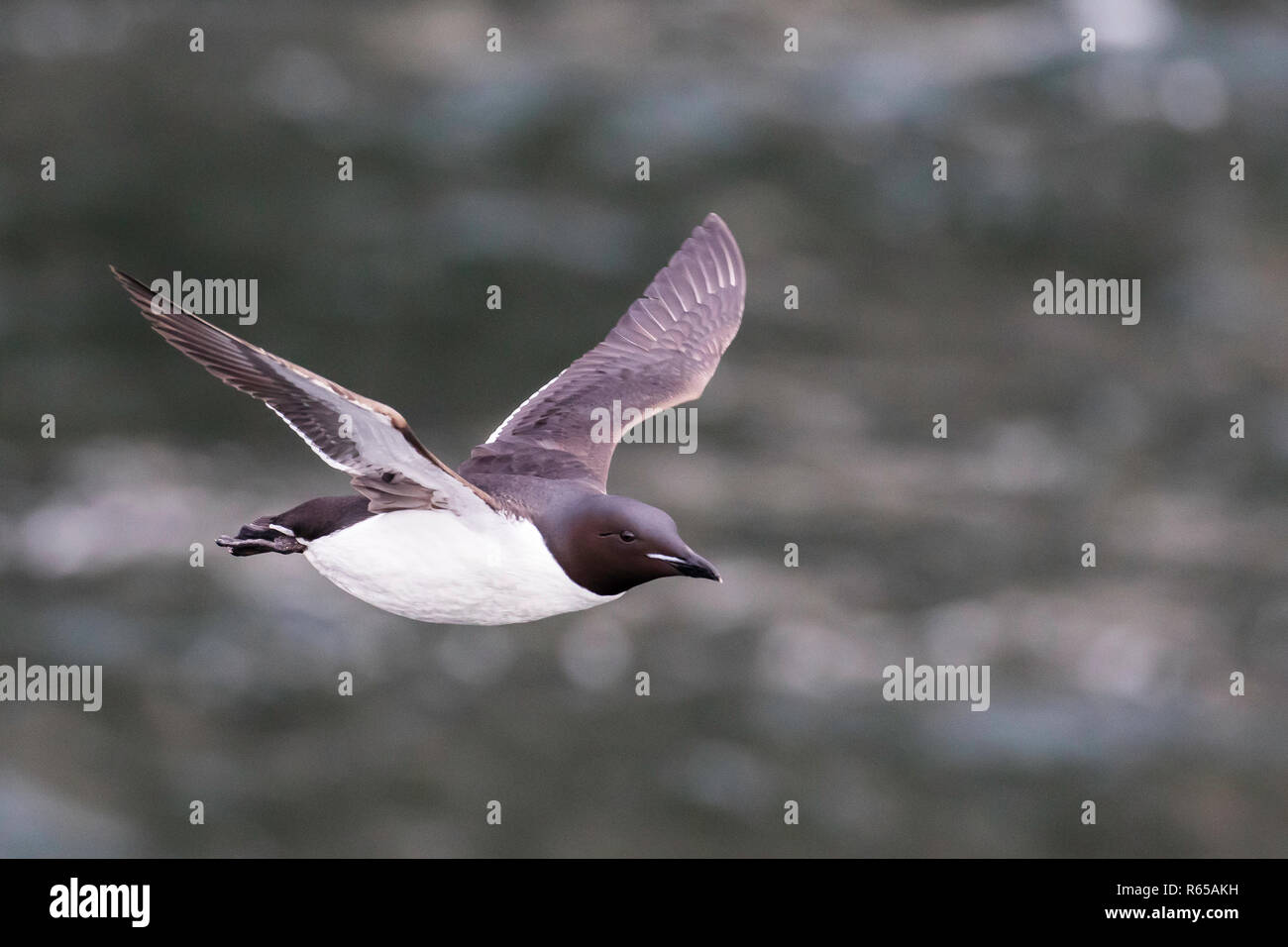 Adult Brünnich's Guillemot, Uria lomvia, in flight at Cape Fanshawe ...