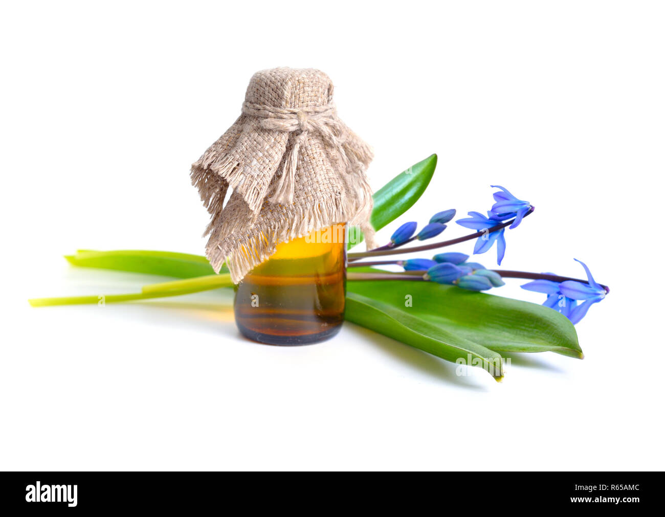 Blue Scilla flowers or Scilla siberica, Squill. Isolated on white Stock ...