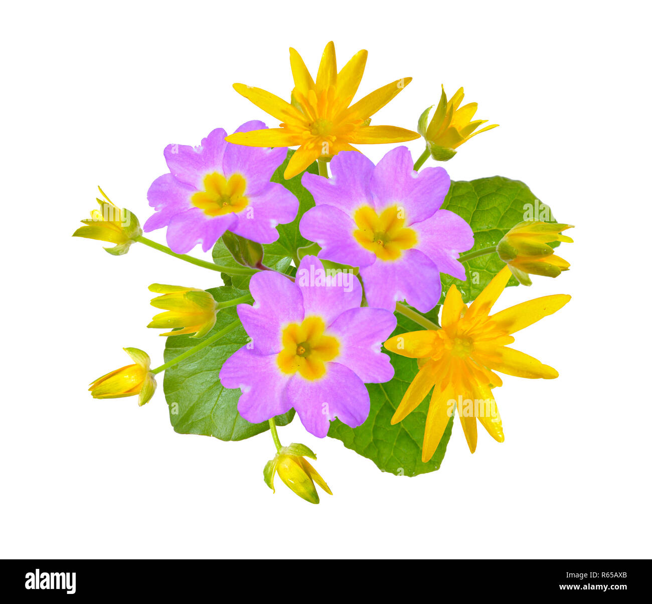Little spring flowers Marsh Marigold with Primula. Isolated on white ...
