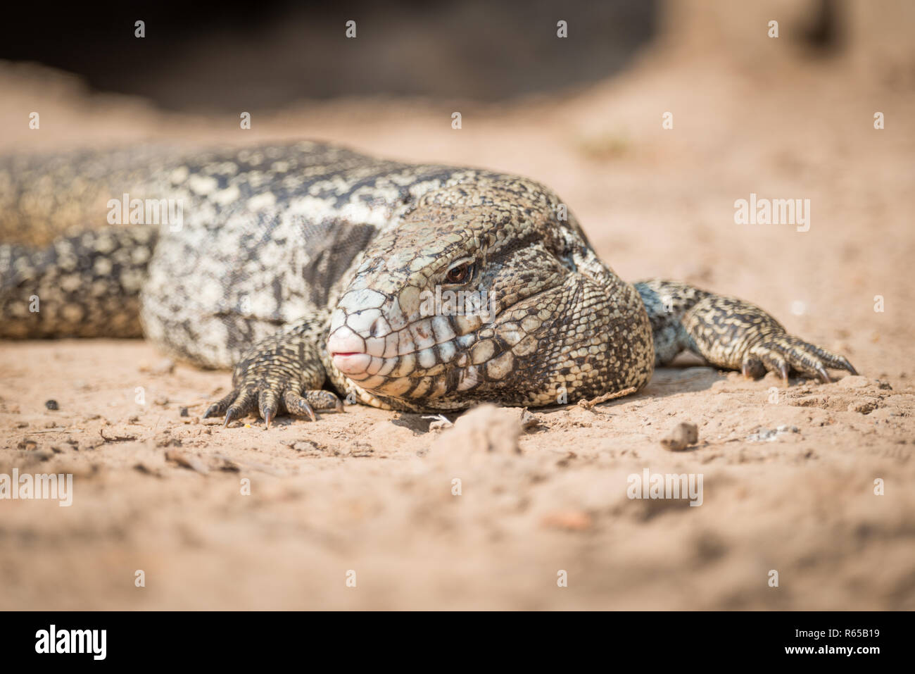 Golden tiger lizard tegu hi-res stock photography and images - Alamy