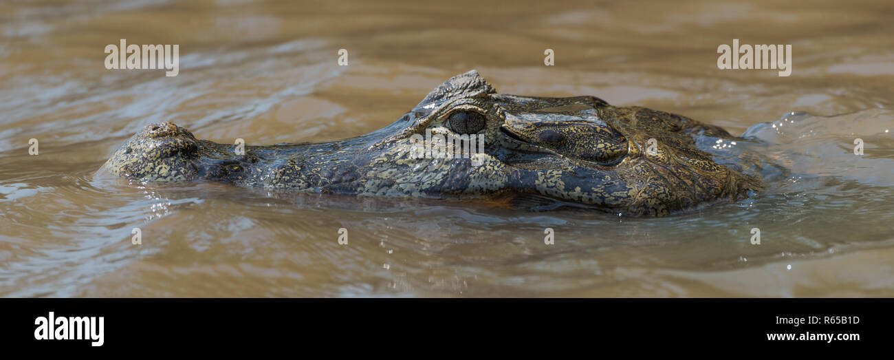 Close-up of head of swimming yacare caiman Stock Photo - Alamy