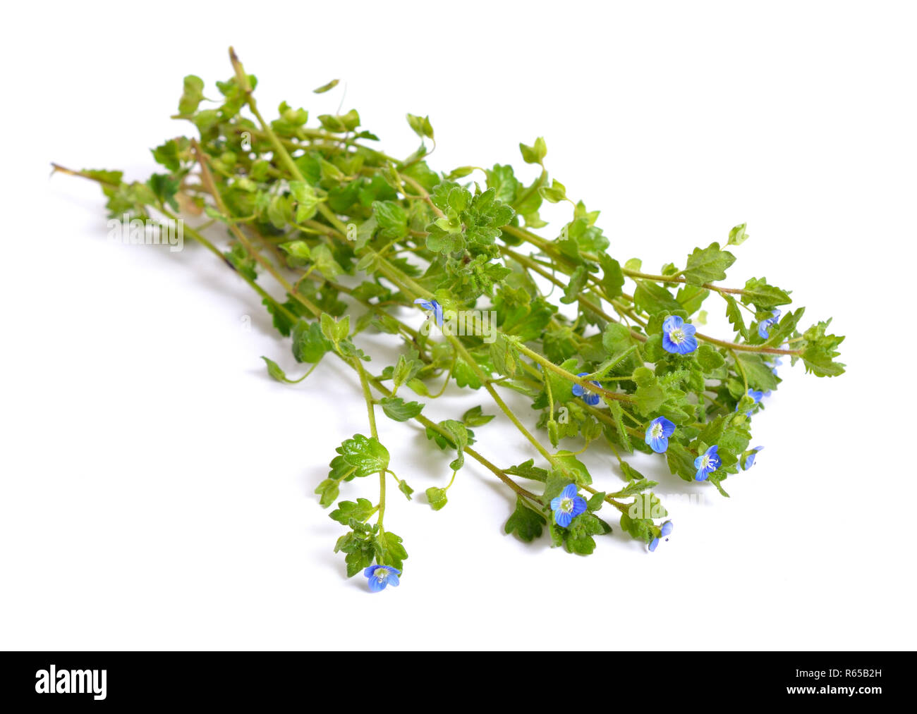 Veronica filiformis. It is known by many common names, including ...