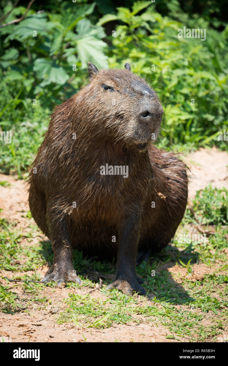 Capybara sitting on river bank in sunshine Stock Photo - Alamy