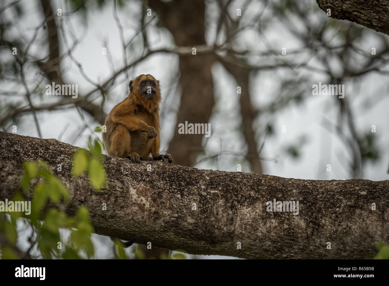 Baby black howler monkey sitting in tree Stock Photo - Alamy