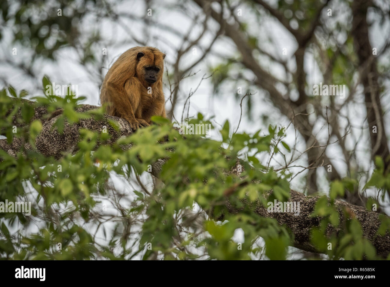 Black howler monkey sitting on tree branch Stock Photo - Alamy