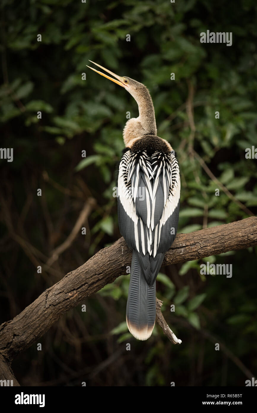 Dead bird feet hi-res stock photography and images - Alamy