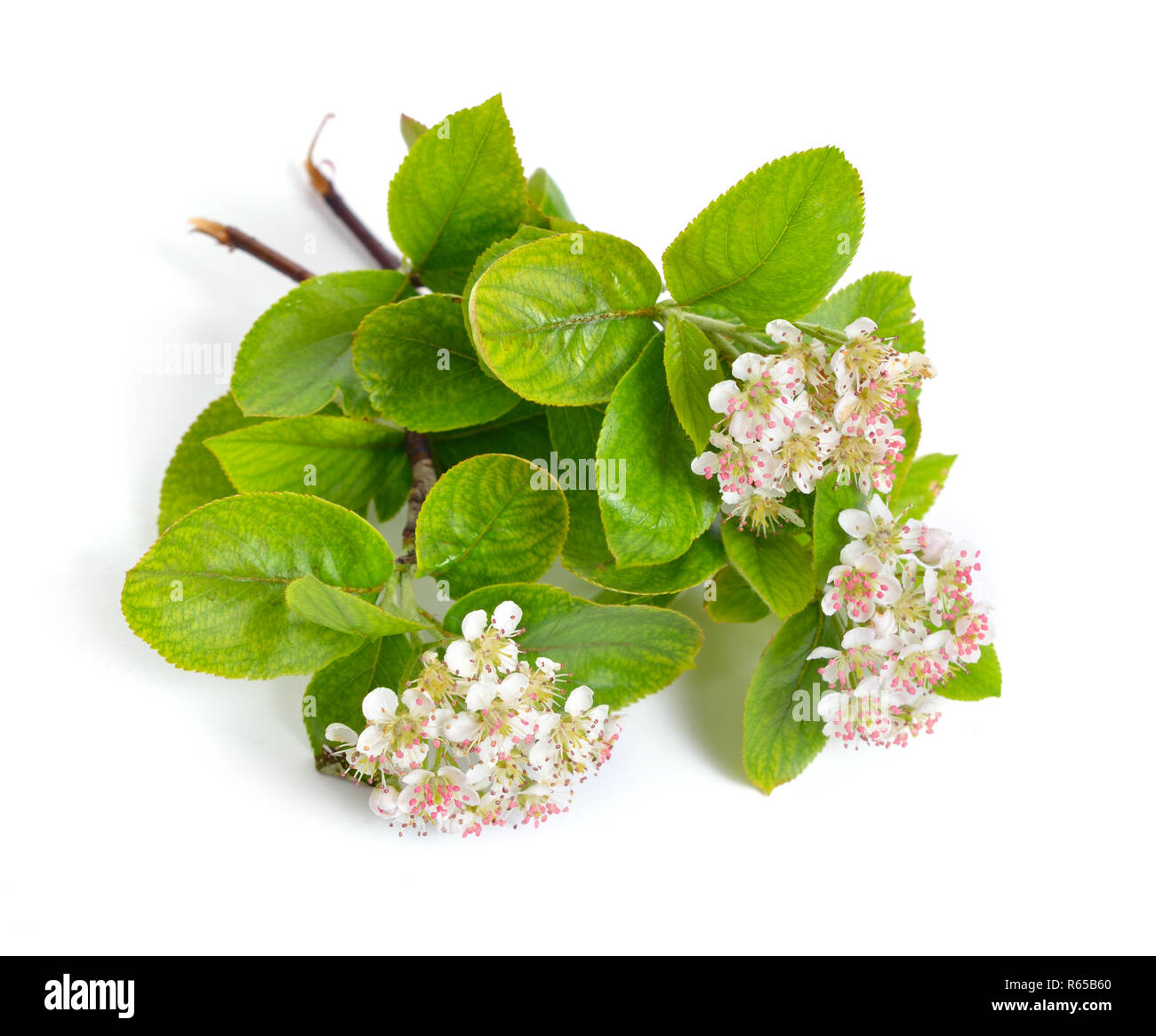 Aronia melanocarpa, called the black chokeberry. Flowers isolated on ...