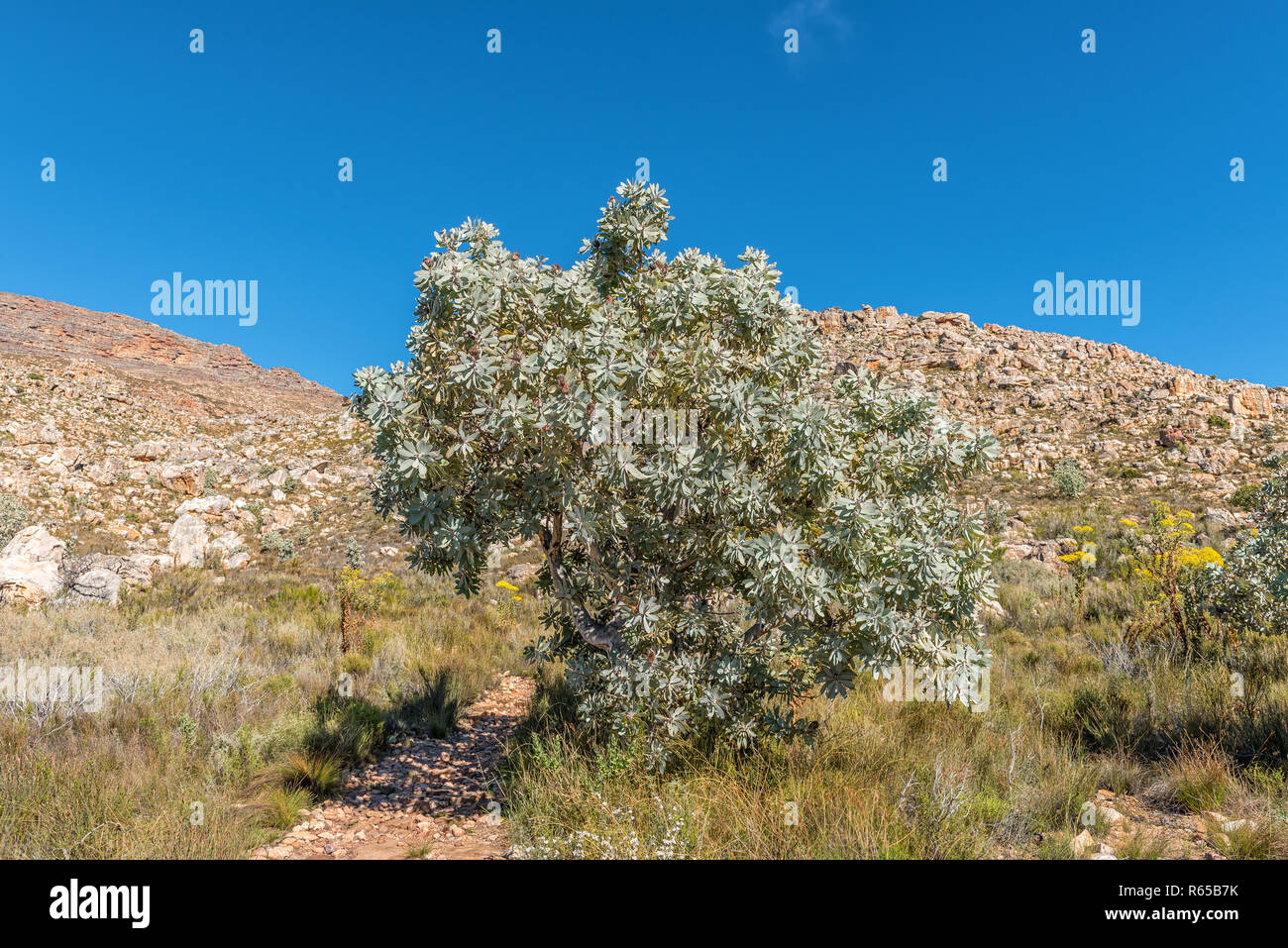 Protea tree hi-res stock photography and images - Alamy
