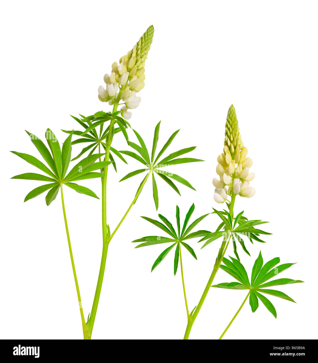 White Lupinus, commonly known as lupin or lupine. Isolated Stock Photo ...