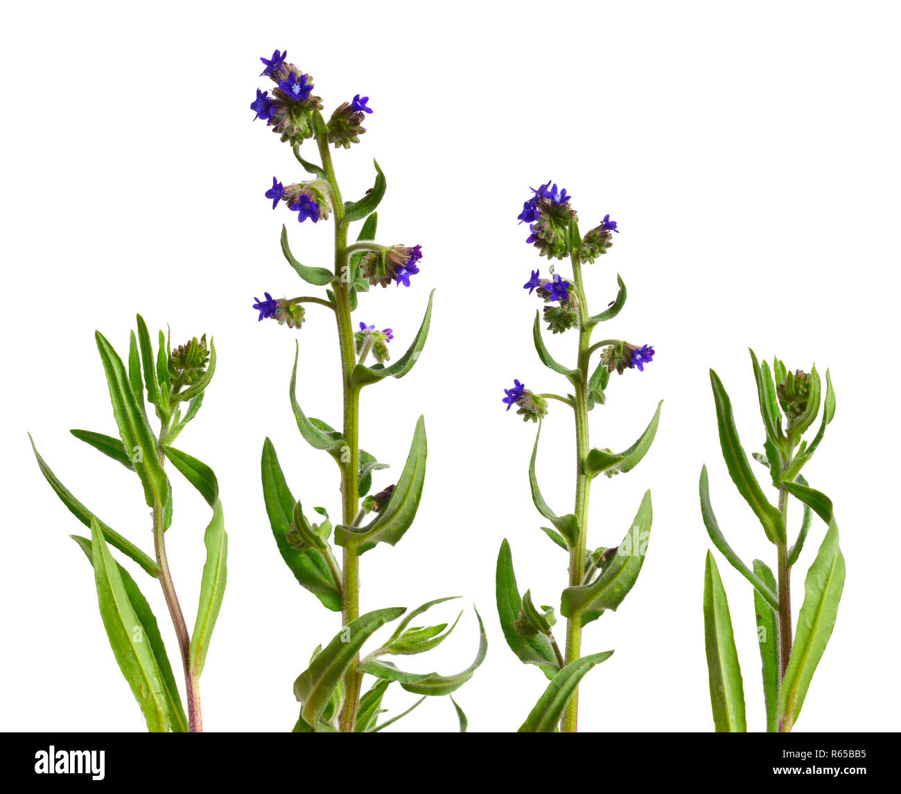 Anchusa officinalis hi-res stock photography and images - Alamy