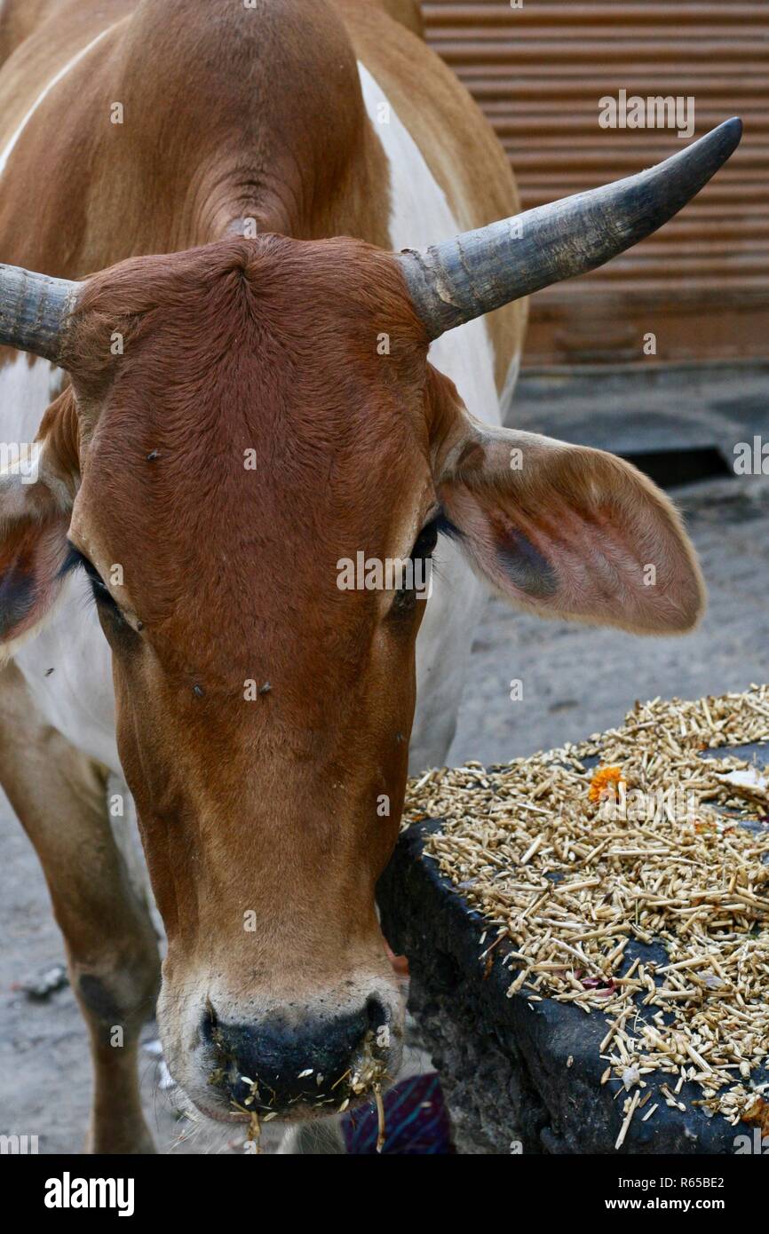 A cow enjoying its' grain breakfast in India Stock Photo - Alamy