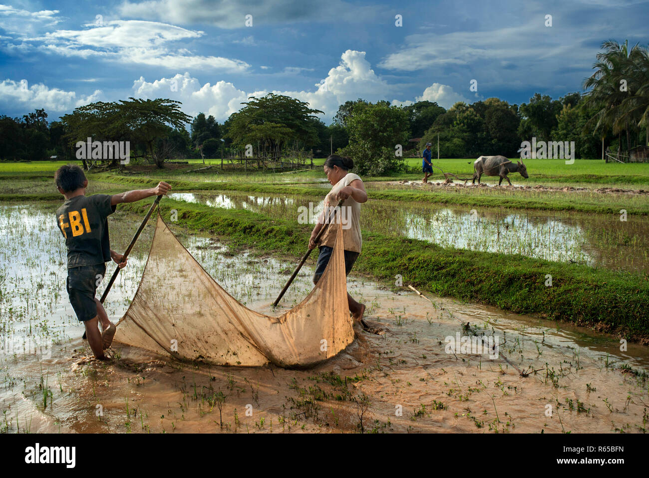 Traditional fishing with a net in the swamps between rice paddies in ...
