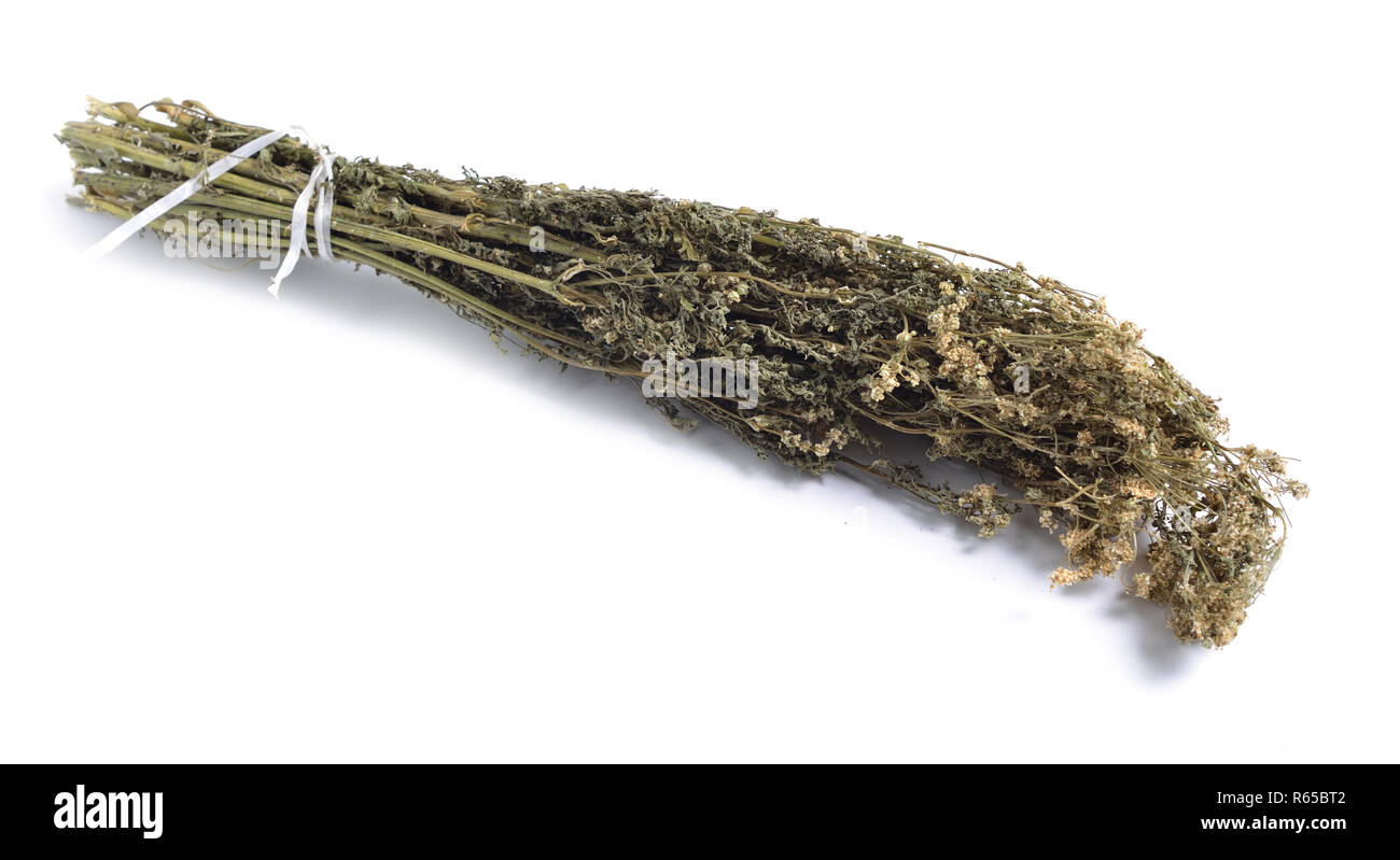 Dried medicinal herbs raw materials isolated on white. Conium maculatum ...
