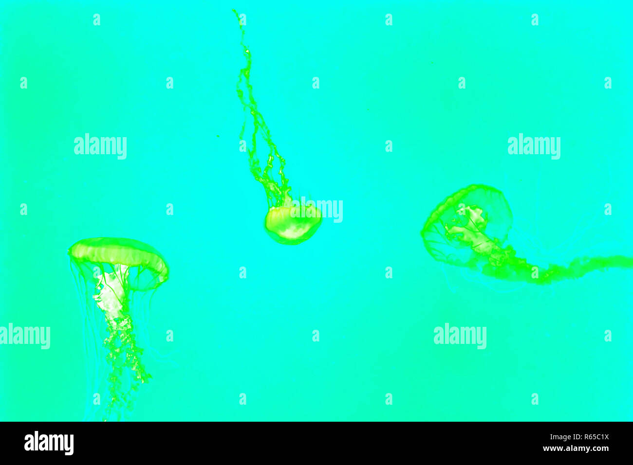 Purple neon medusa hi-res stock photography and images - Alamy