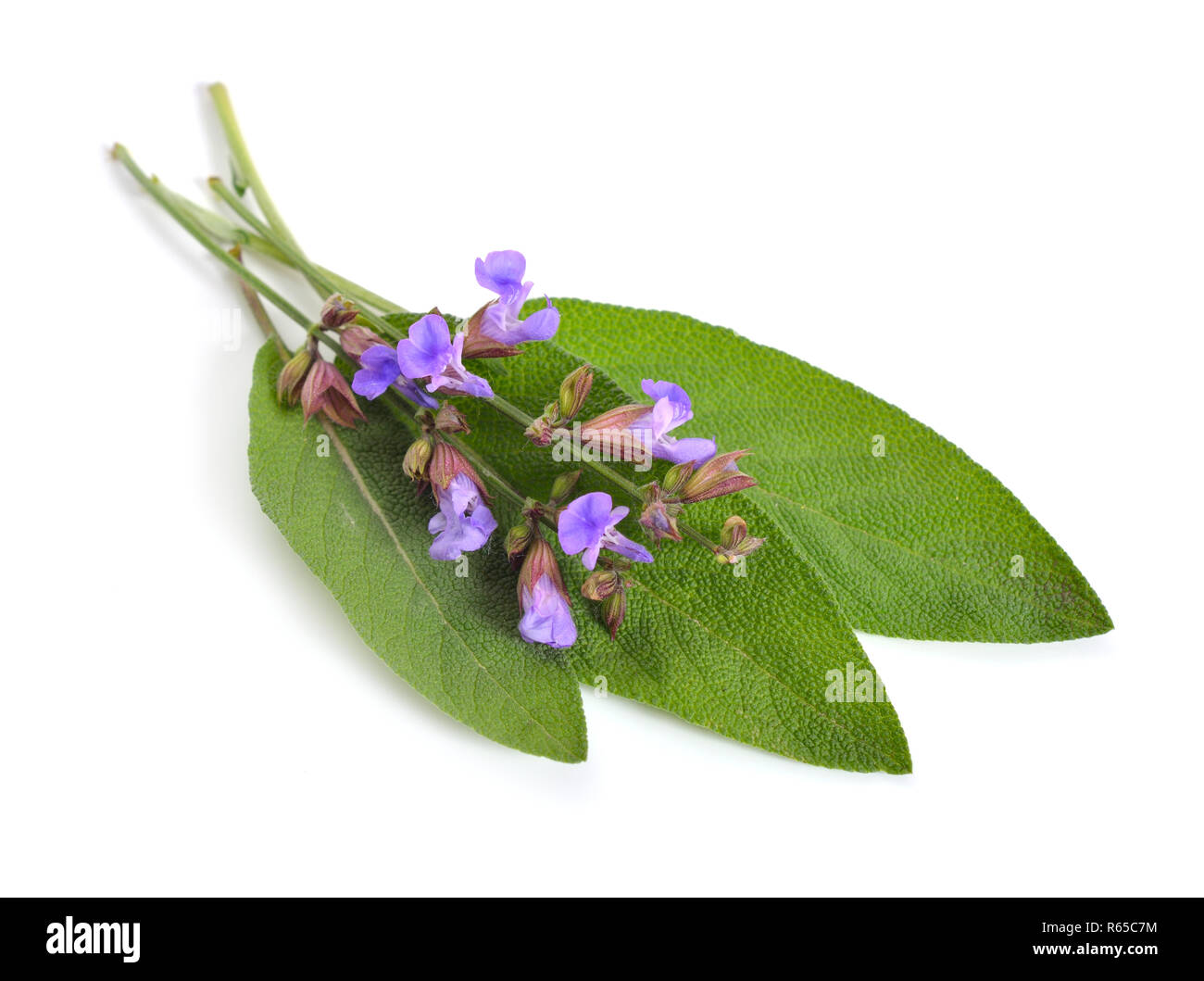 Salvia officinalis, garden sage or culinary sage. Isolated on white ...