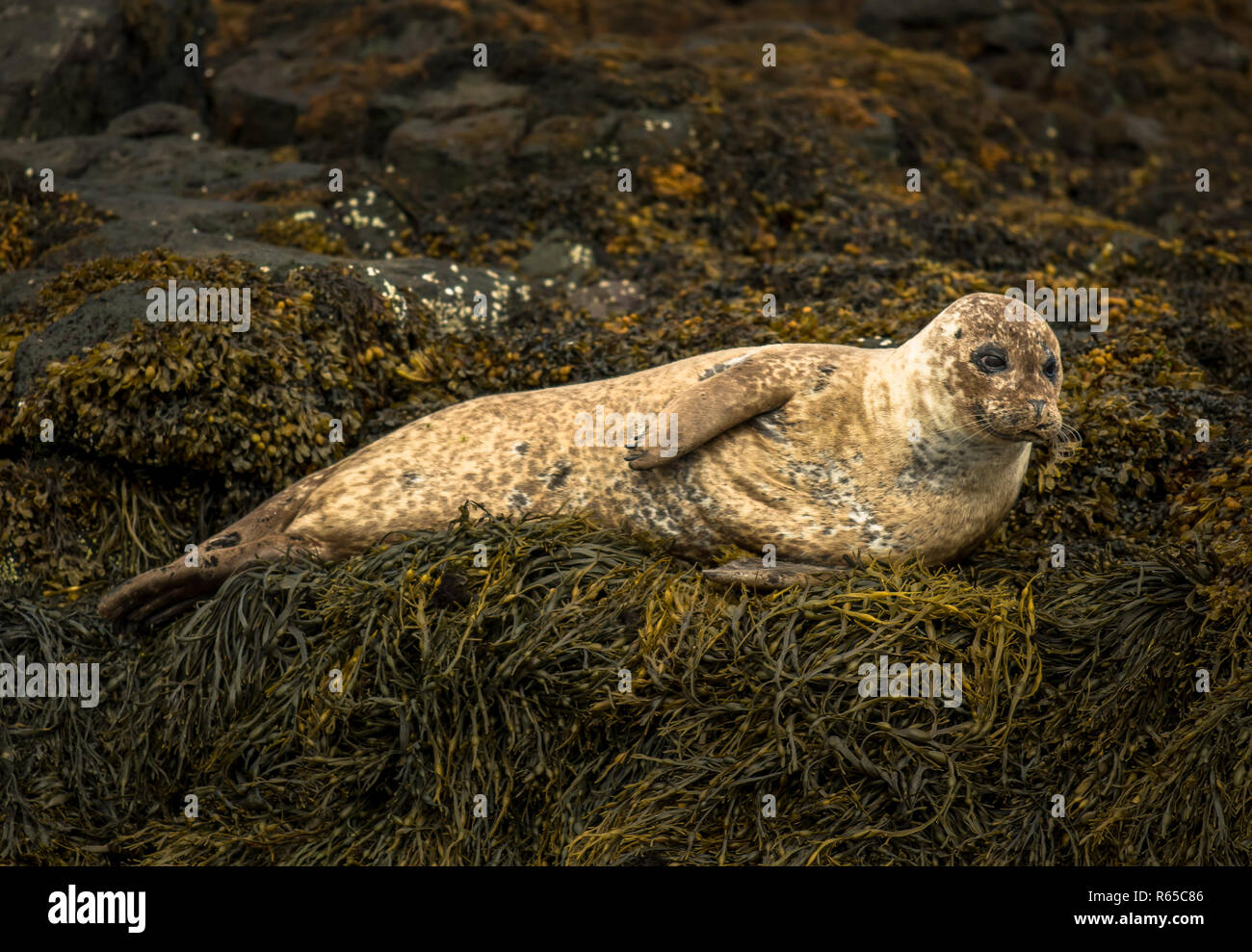 Relaxing Common Seals At The Coast Near Dunvegan Castle On The Isle Of ...