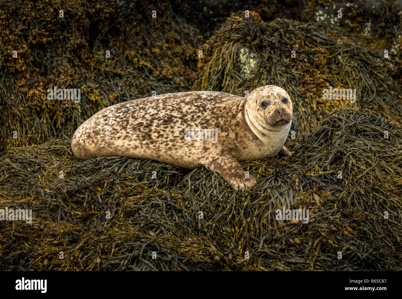 Relaxing Common Seals At The Coast Near Dunvegan Castle On The Isle Of ...