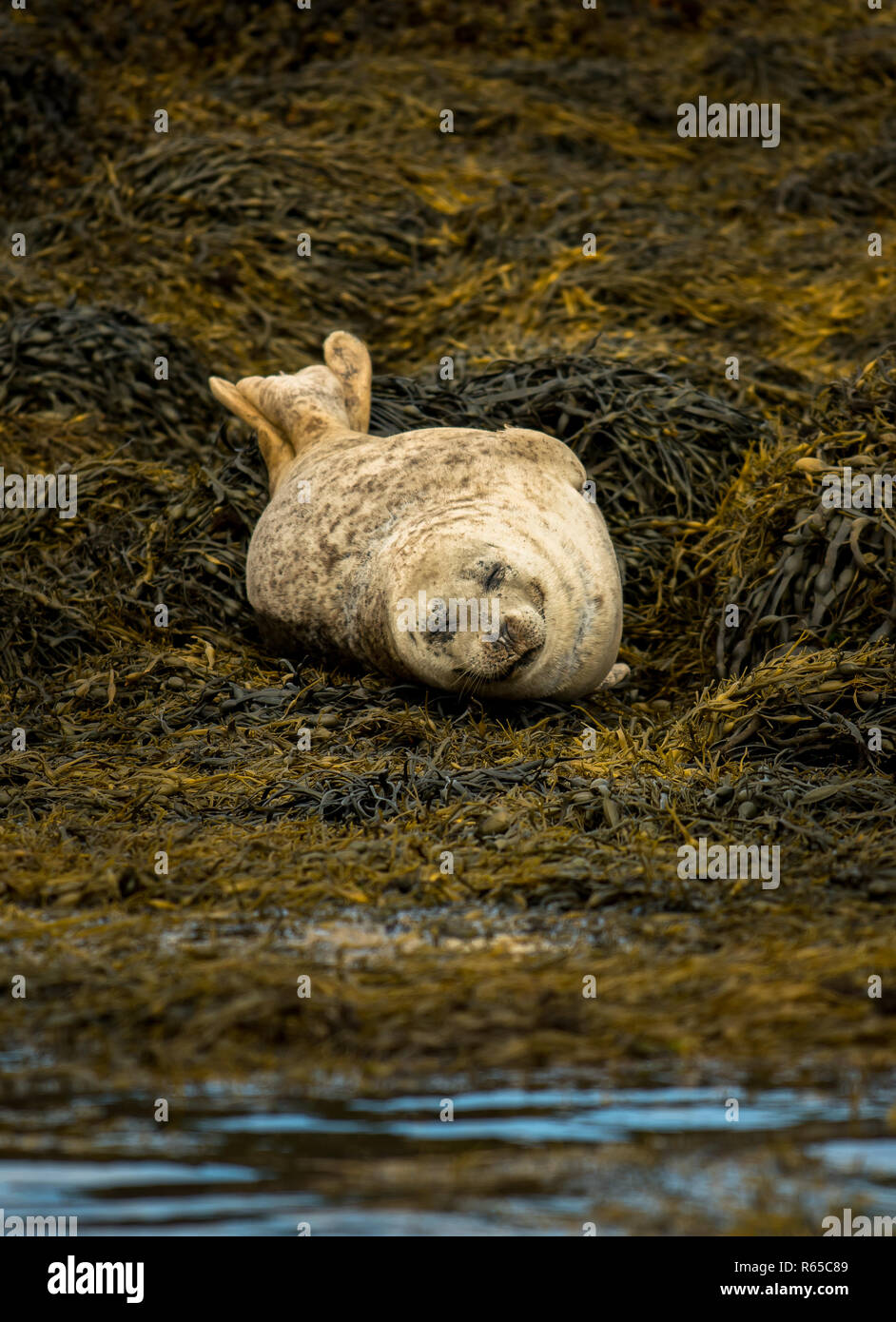 Relaxing Common Seals At The Coast Near Dunvegan Castle On The Isle Of ...