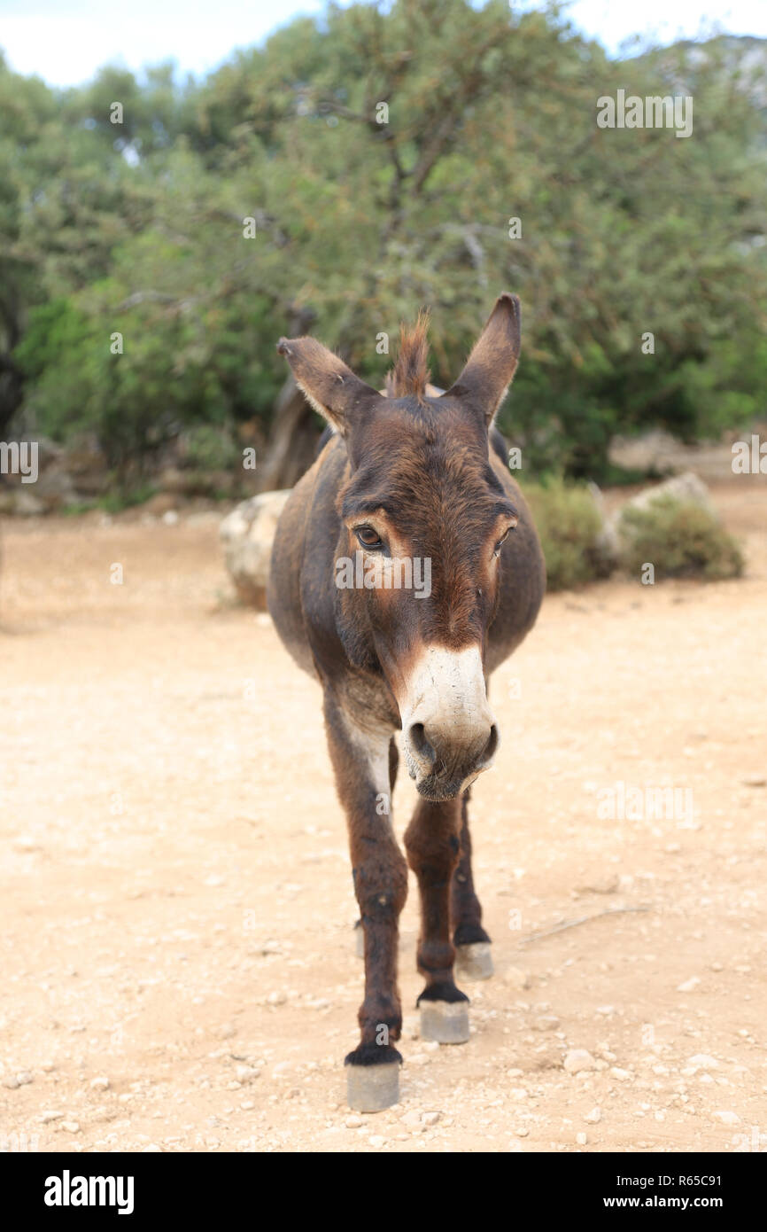 sardinia - italy - donkey Stock Photo - Alamy